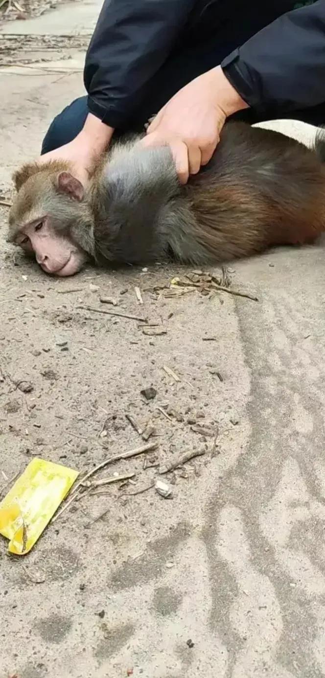 The most naughty monkey in the world is subdued this time - iNEWS