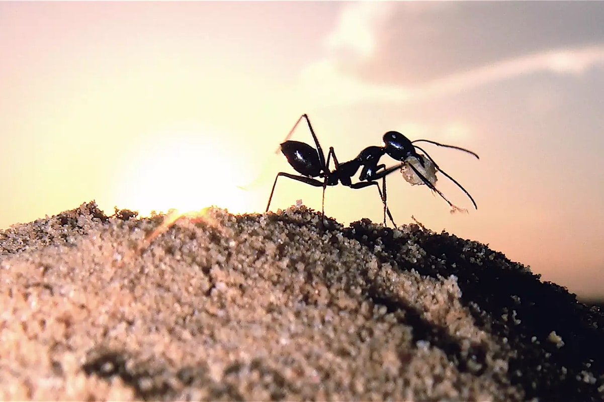 Ants can build landmarks to mark their way home - iNEWS