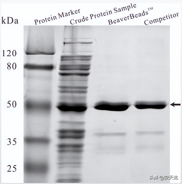 Inokay adds a new member to the field of molecular biology—beaver ...