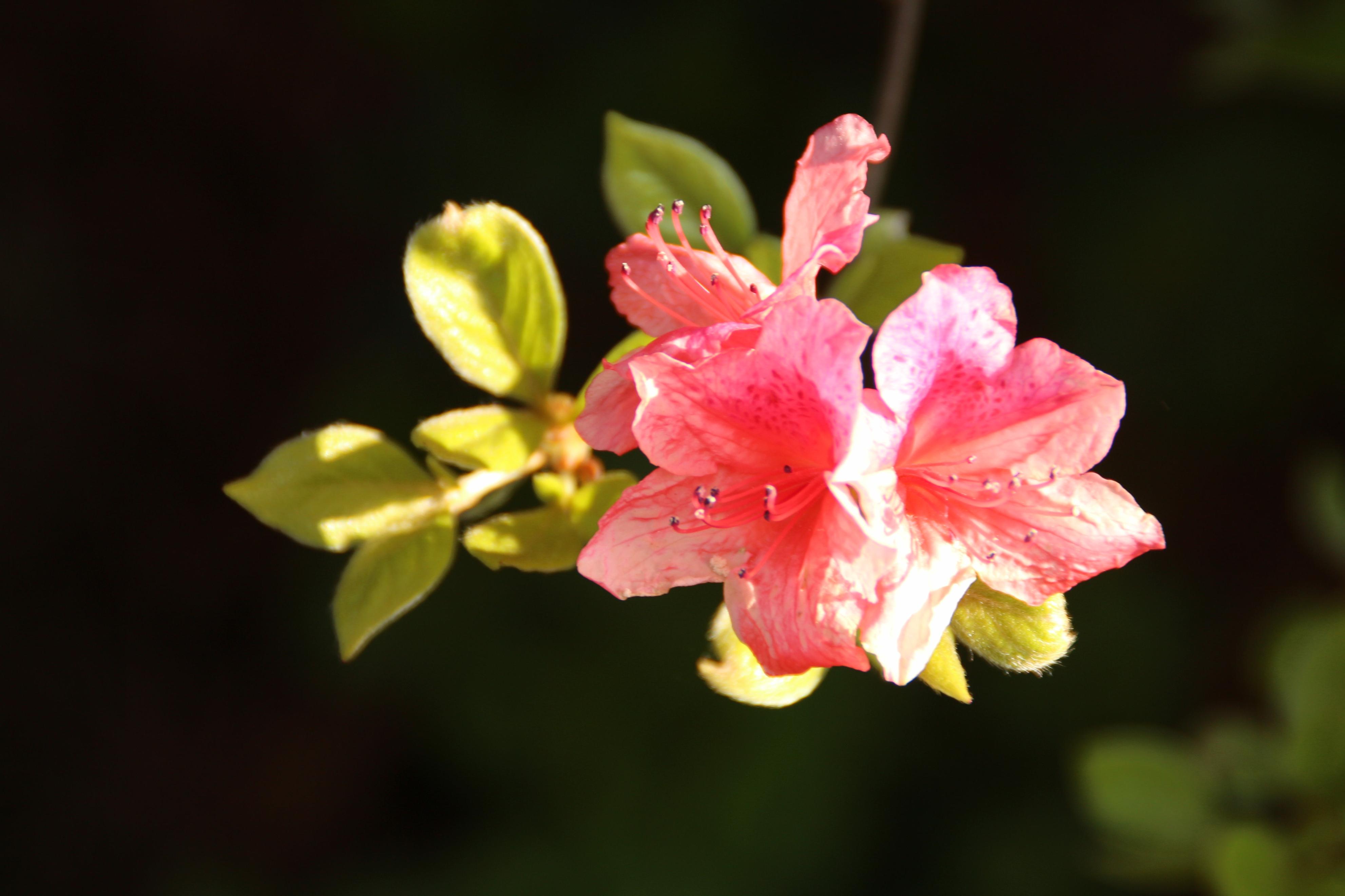 City Flowers of Sichuan Province - iNEWS