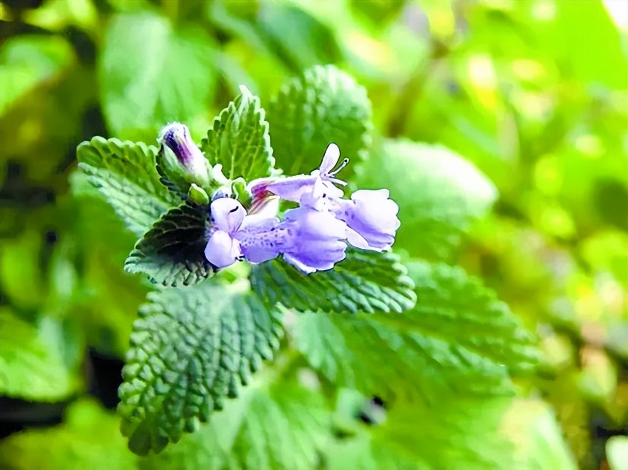 Why do cats become "confused" after smoking catnip? - iNEWS