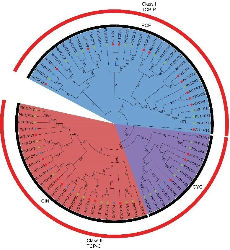Response of TCP genes in rose to abiotic stress and fungal diseases ...