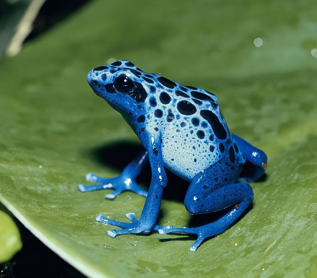 International Union for the Conservation of Nature, animals that have ...