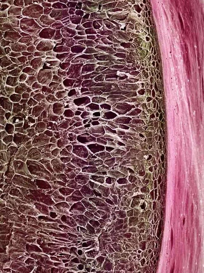 21 wonderful pictures of the microscopic world under the microscope - iNEWS