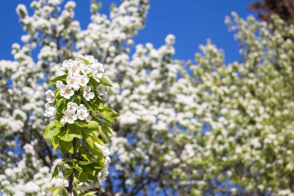 Six classic pear blossom poems in late spring in March: the pear ...