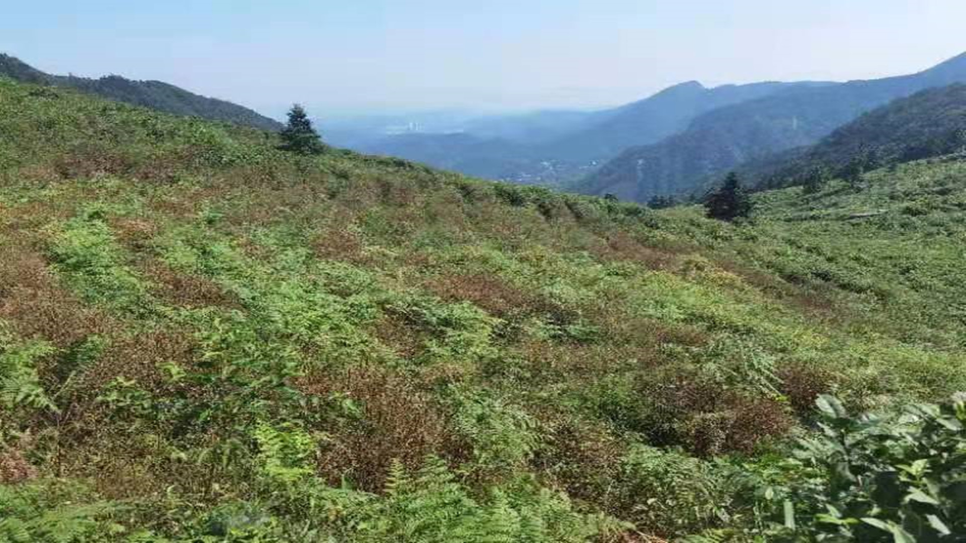 "Famous Tea Famous Spring" "Mist Roots" of Lushan - Yunwu Tea - iNEWS