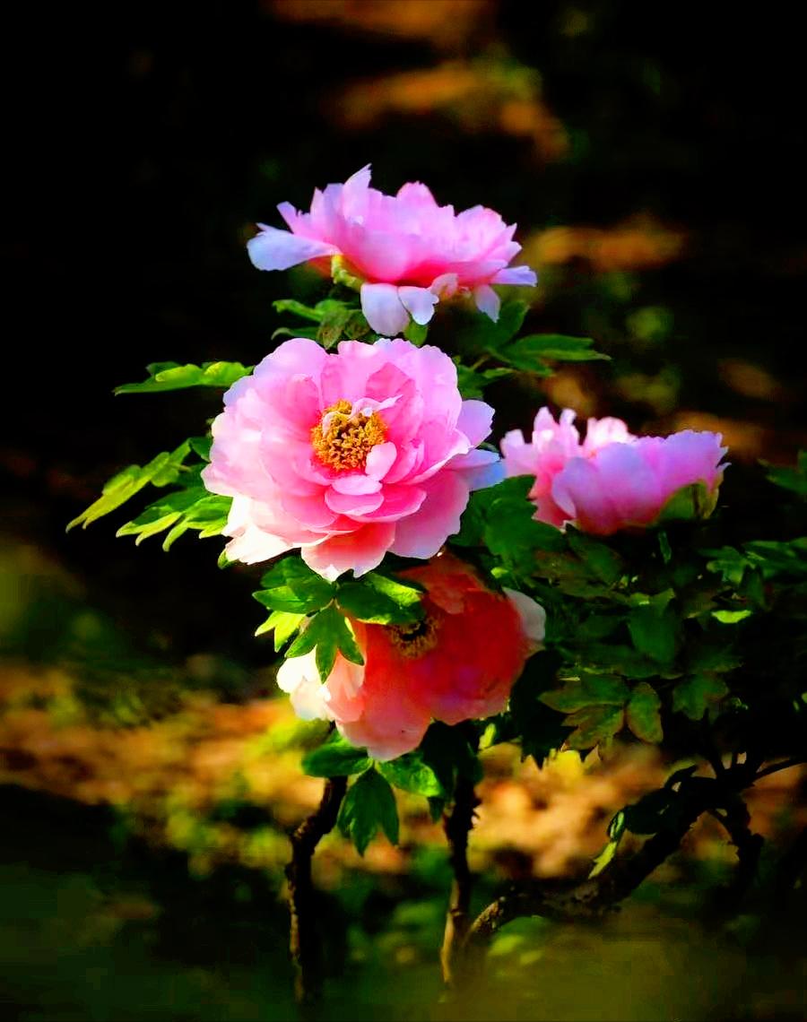Five peony poems ‖ expressing the peony feelings of "a bouquet of ...