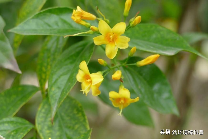 Hook kiss, it seems to be a "heart-broken grass" specifically for ...