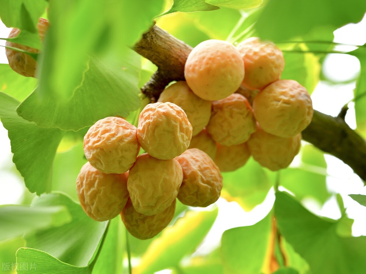 7 will die! Ginkgo biloba is poisonous, why is it planted all over the ...