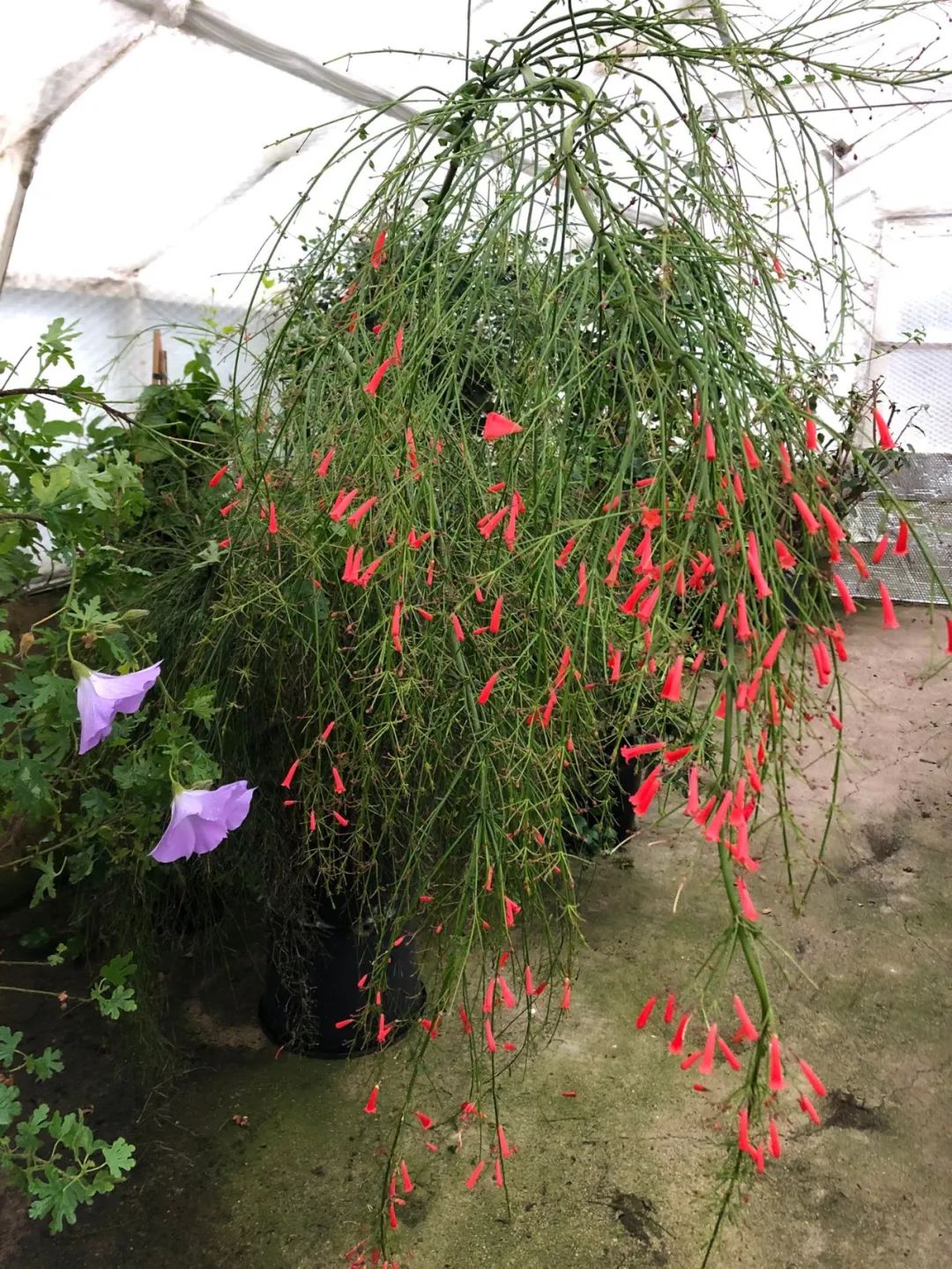 Flowers are like a bunch of small firecrackers, small shrubs that bloom ...