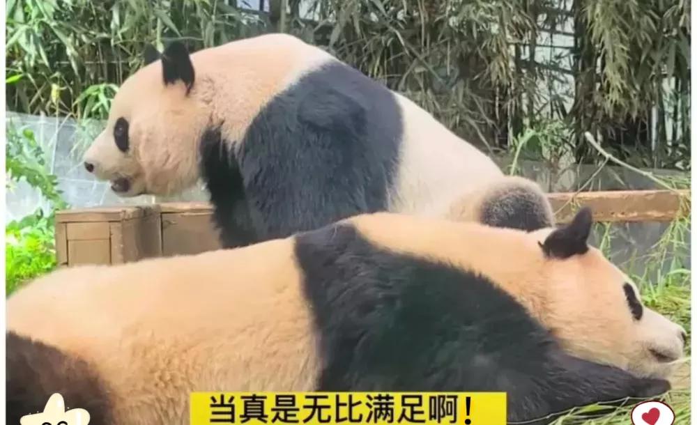 From Yuanyuan to Aibao: How does a panda mother breastfeed her baby ...