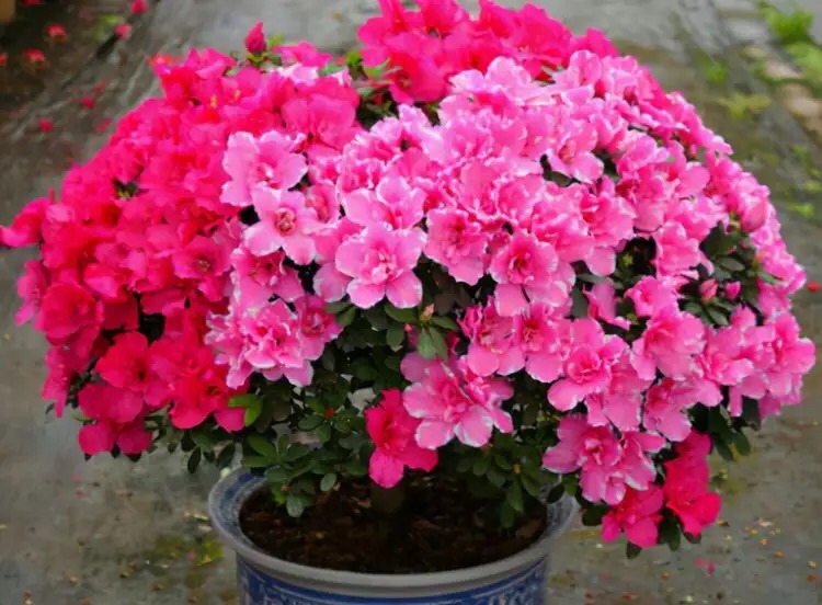 How to raise potted rhododendrons?Pour "3 kinds of water", the flowers ...