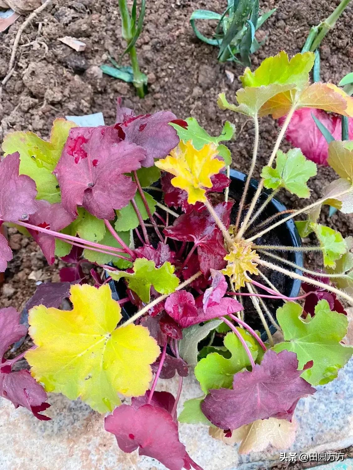 How to raise alum root? - iMedia