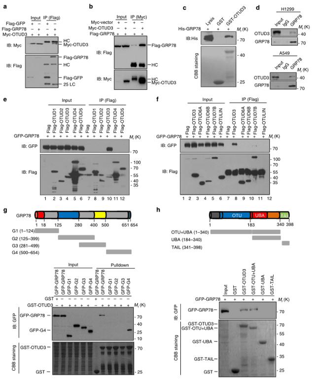 Deubiquitinase OTUD3 stabilizes GRP78 and promotes lung tumorigenesis ...
