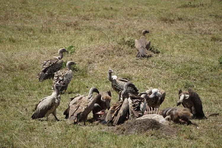 Animal world: what are the types of raptors and what are their ...