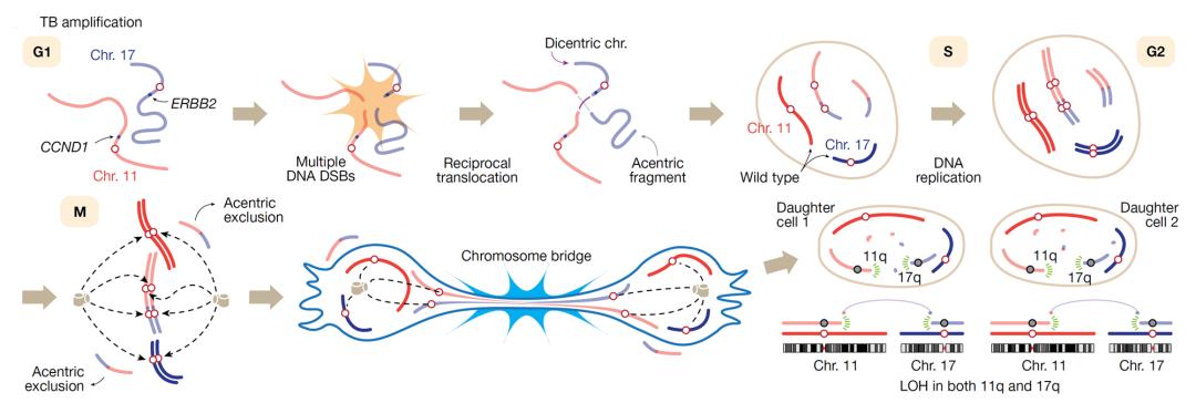 New mechanism driving structural changes in breast cancer genome - iNEWS