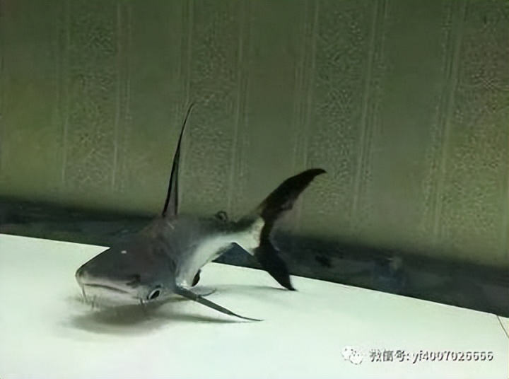 'Genghis Khan fish' spotted in the Mekong, tail and body change color ...