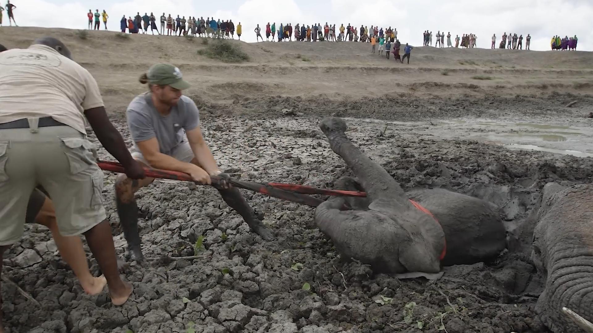 The elephant fell into the quagmire, the baby elephant accompanies its ...