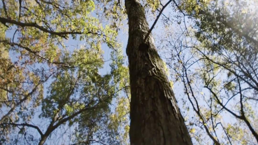 Bringing up the shortage of white oak, the whiskey industry is starting ...