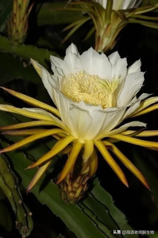 Overlord flower or dragon fruit?It is easy to distinguish - iNEWS