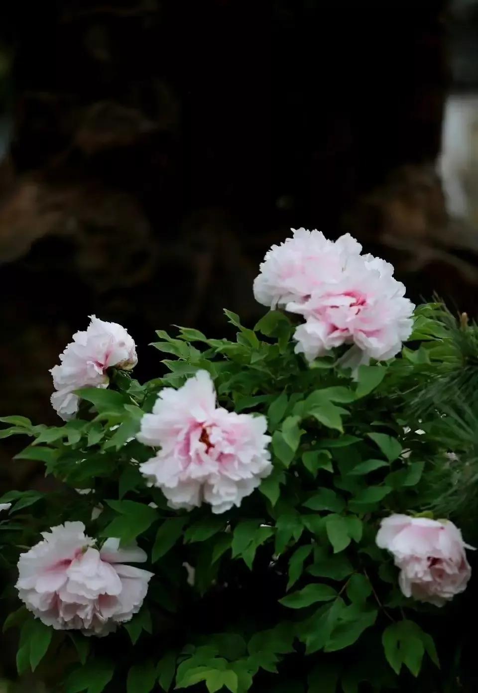 The God of May Flower, the sentient peony contains spring tears. Three ...