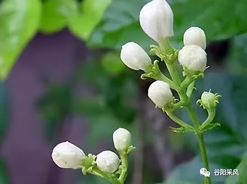 Autumn jasmine flowers in beautiful garden - iNEWS