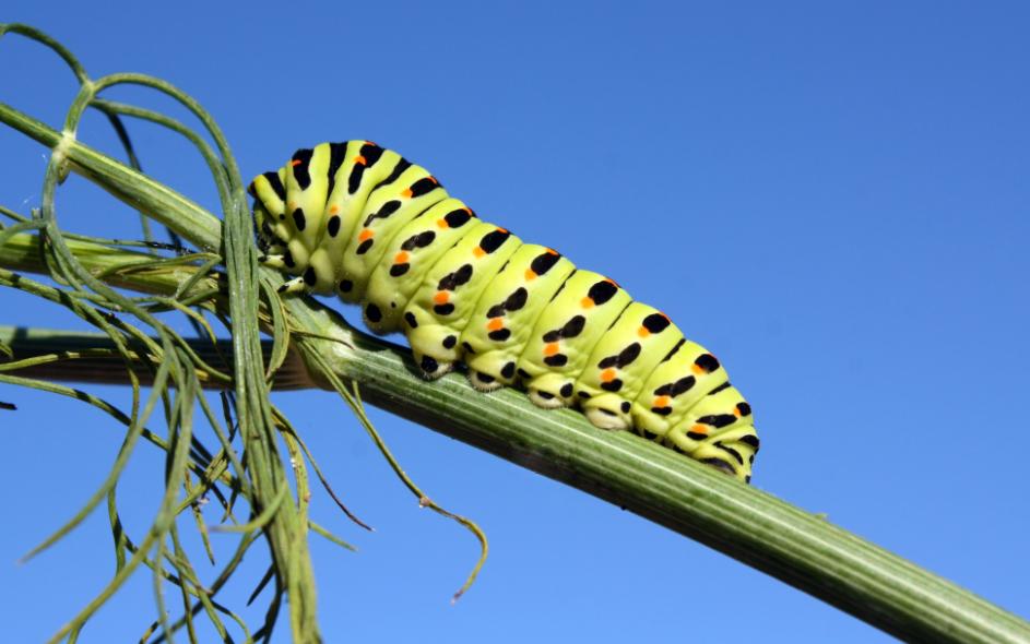 Insects live anywhere from a few hours to 40 years, see how they do it ...