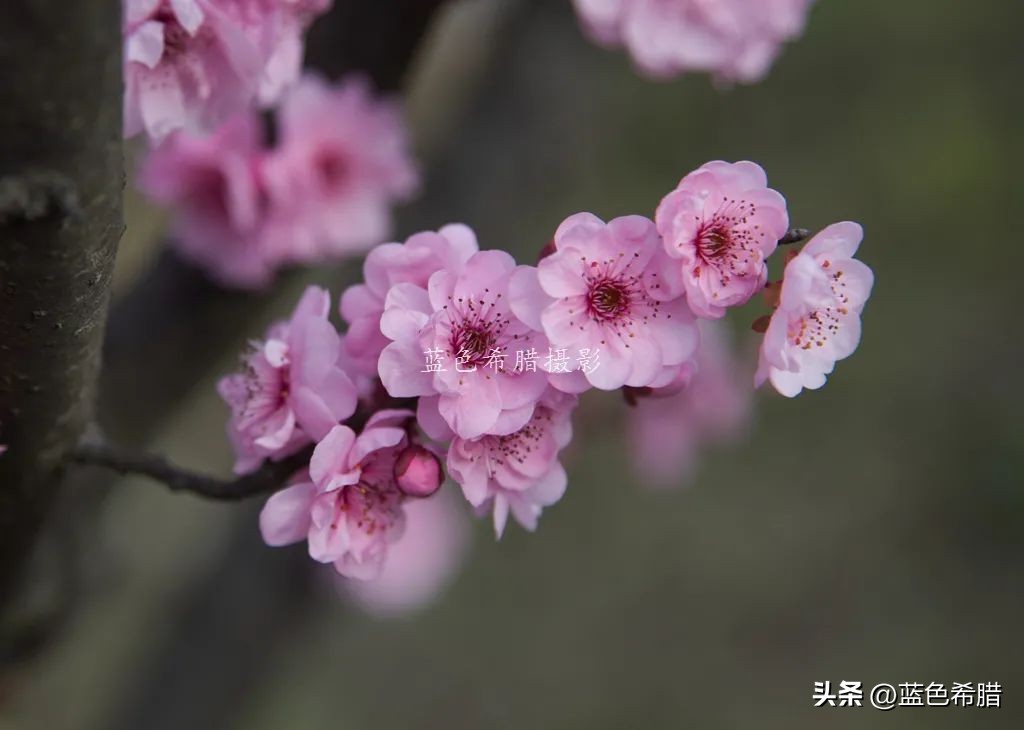 February in the world: spring promises, flowers are not missed - iMedia