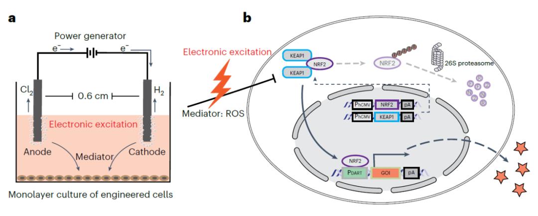 Precisely regulate gene expression, using only three batteries and two ...