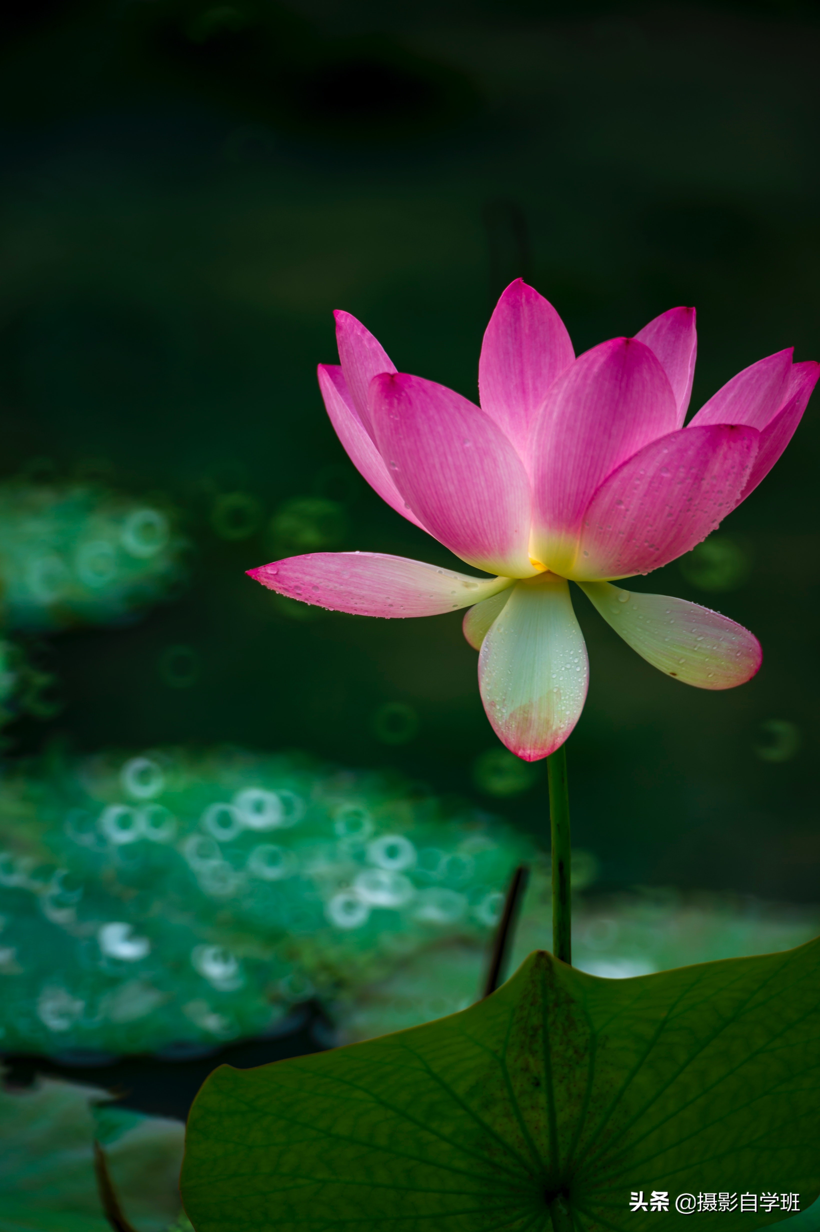 5 lotus photography tips for novices, easy to remember and easy to ...