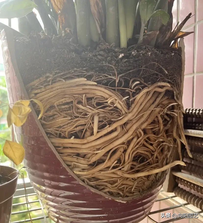 The root of the money tree is easy to rot. The bigger the pot, the ...