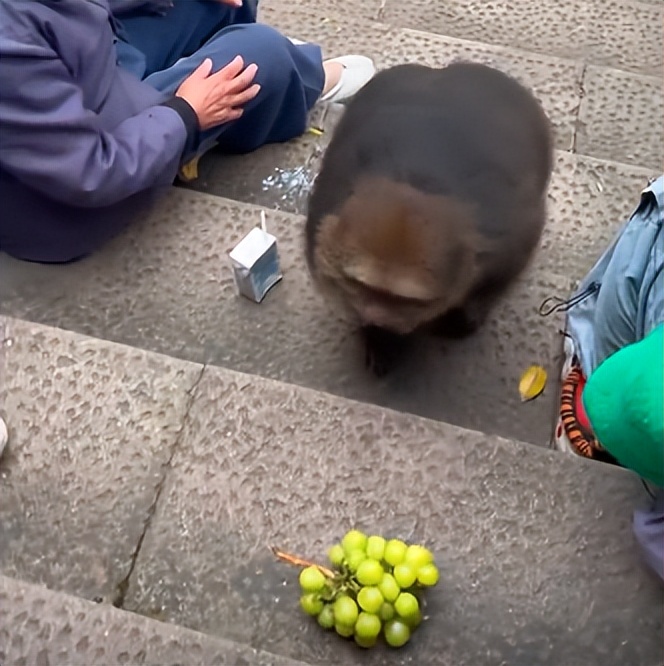 One-armed monkey Xingxing: Being fed by an 84-year-old grandmother, he ...
