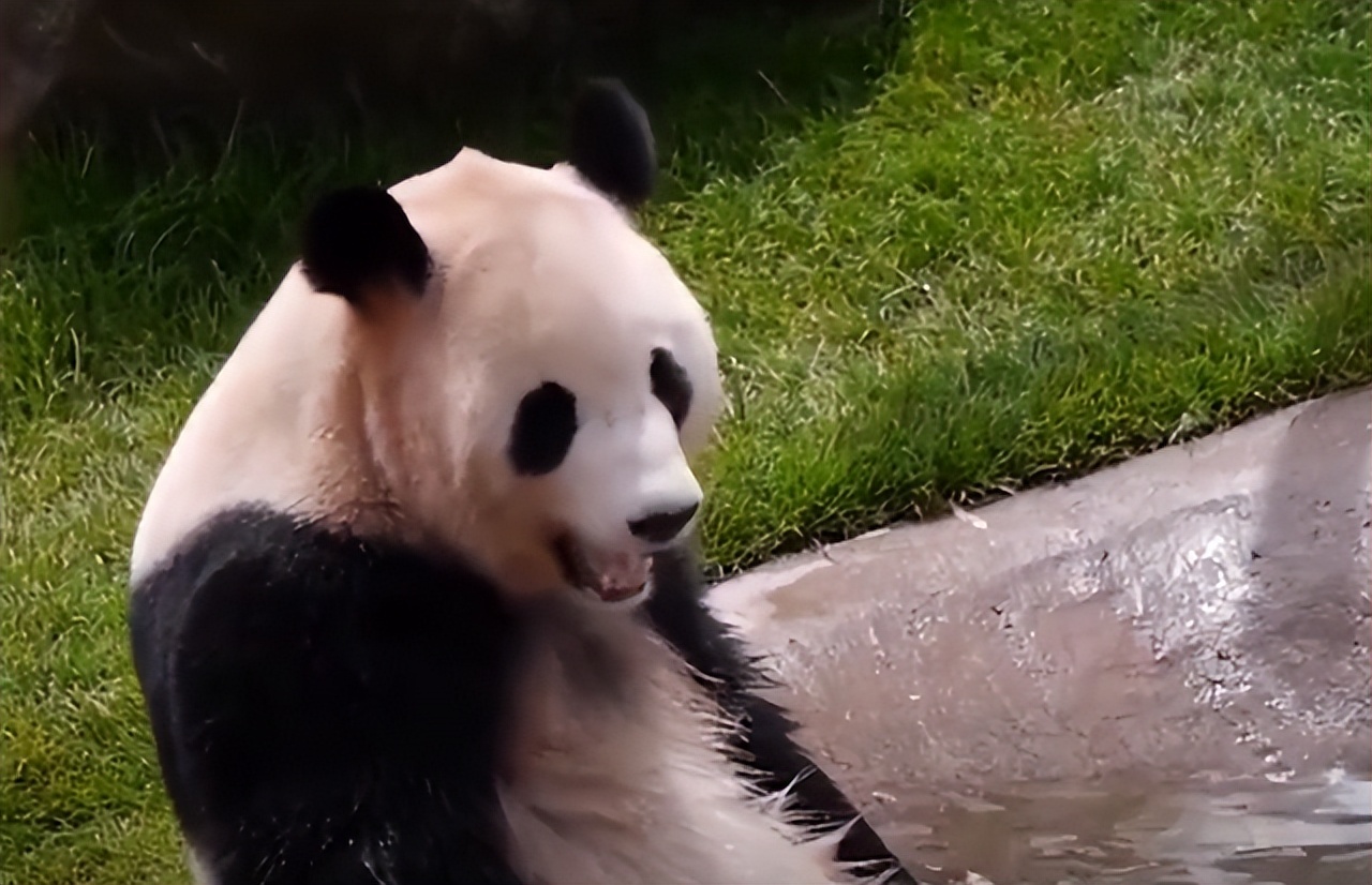 Yaya, a giant panda living in the United States, kowtowed to beg for ...