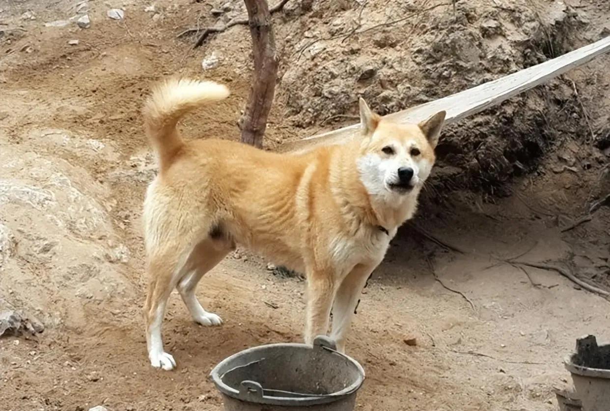 Why are more and more people raising "Chinese pastoral dogs"?There are ...