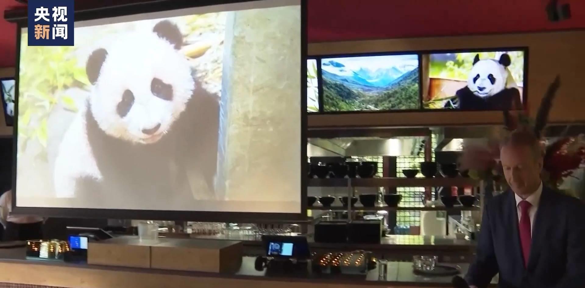 The Dutch people bid farewell to giant panda "Fan Xing" after returning ...