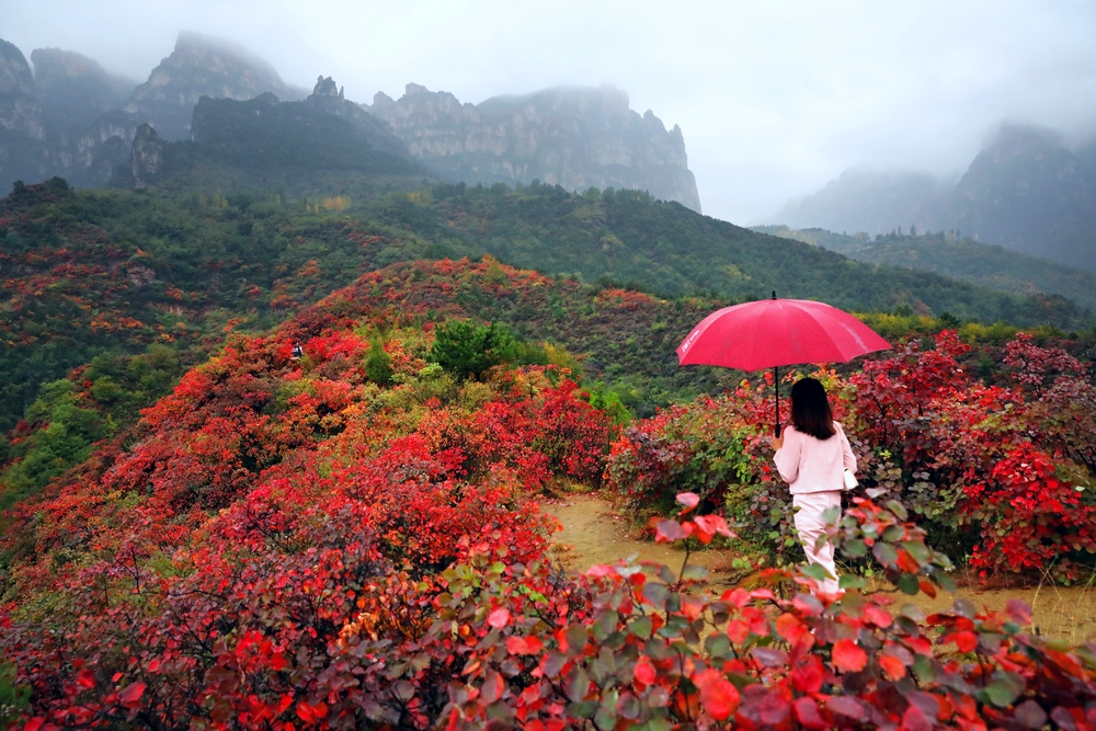 In Taihang in October, the autumn leaves and colors are flying. Han Jia ...