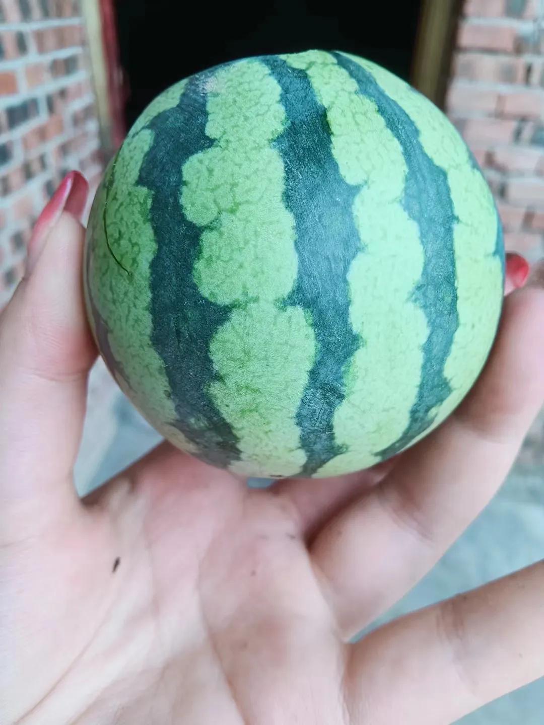 Have you ever seen wild watermelon? - iMedia
