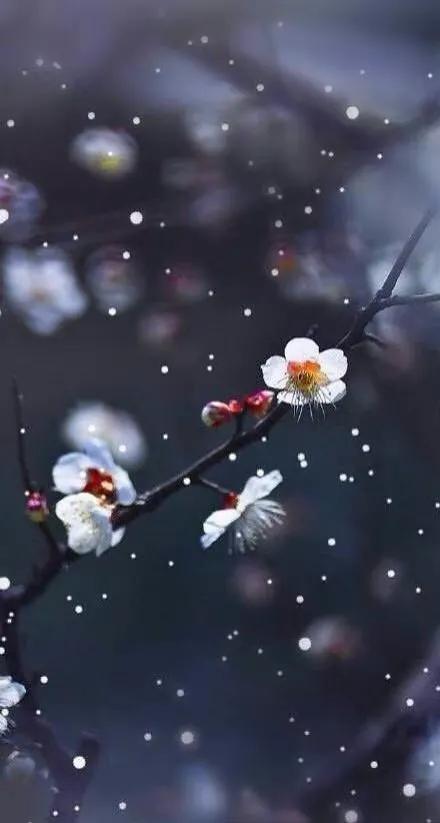 32 fragrant cold plum verses, the wax wine poems are ripening, and the ...