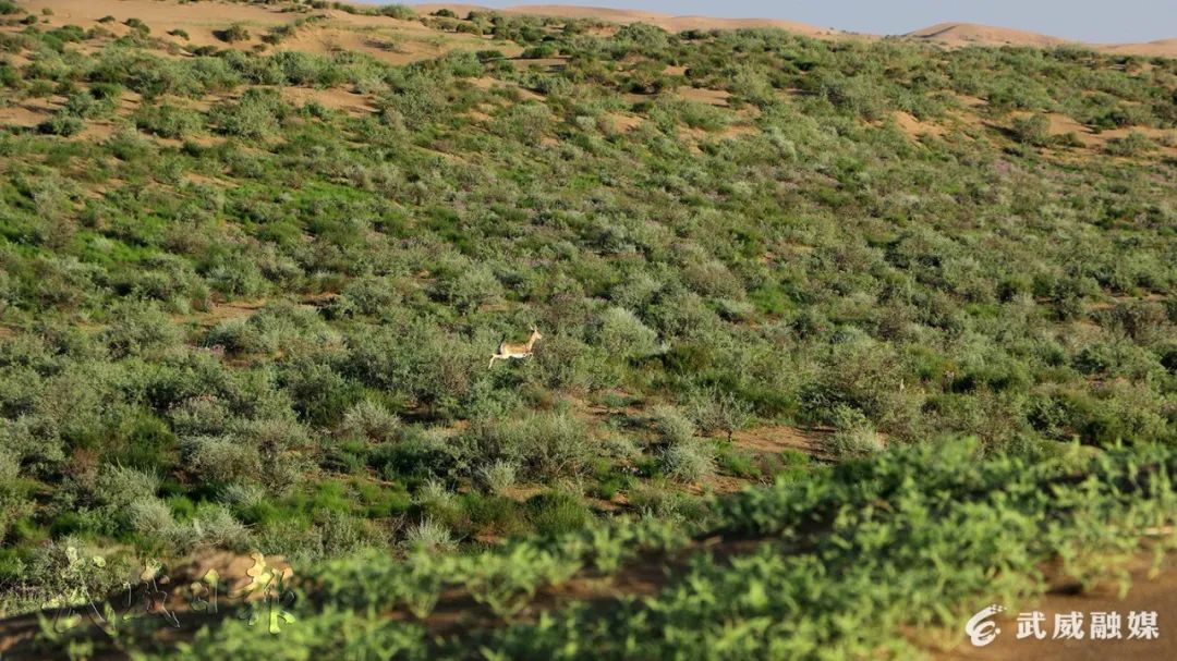 100,000 acres of desert flowers are in full bloom. Today's Babusha is ...