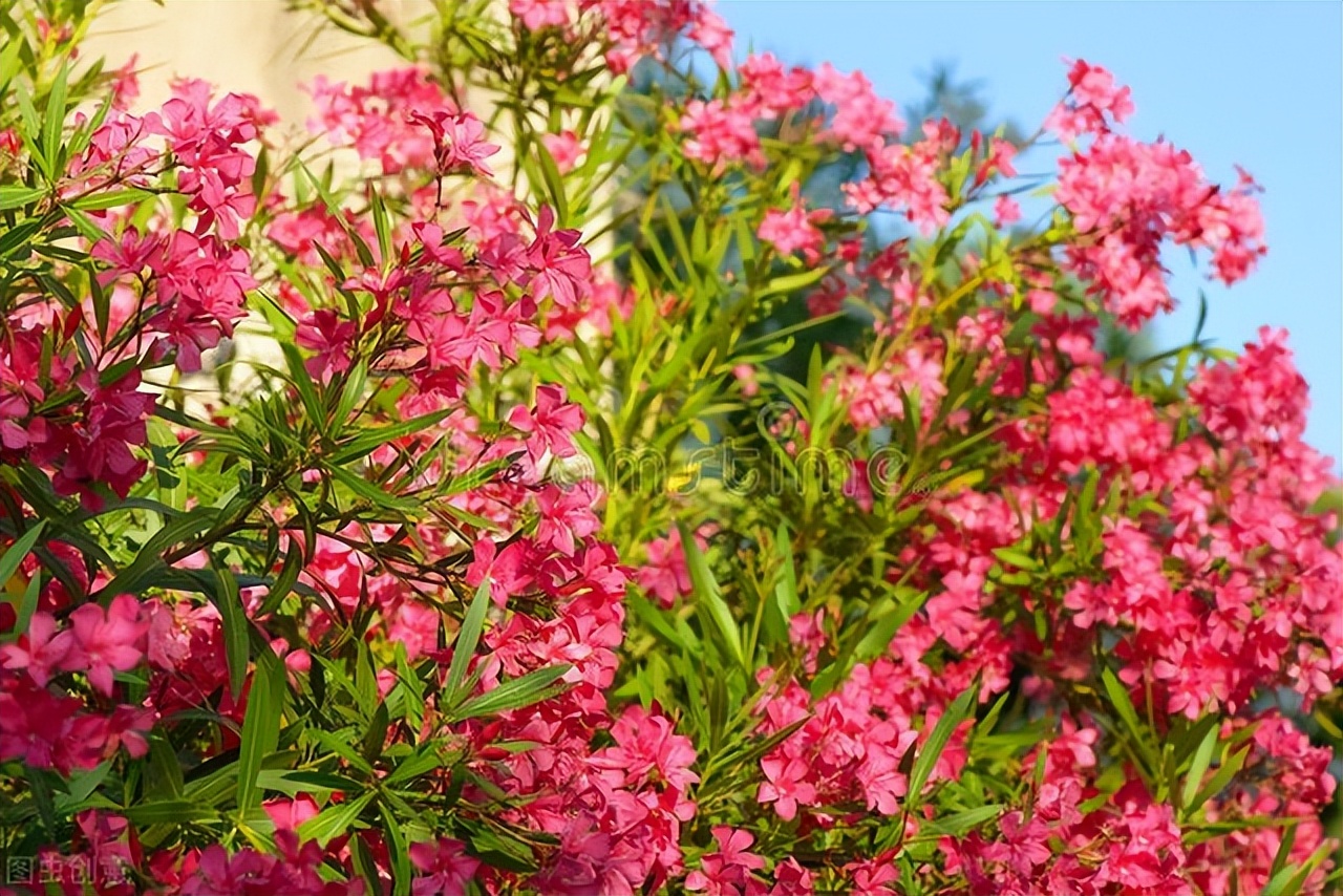 Such as peach blossoms are gorgeous, but the whole plant is highly ...