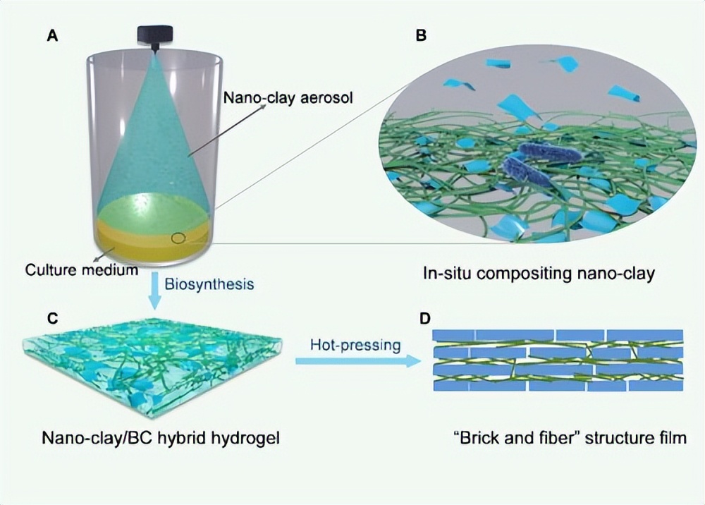 Bionic assembly of polyelectrolyte multilayer films containing ...