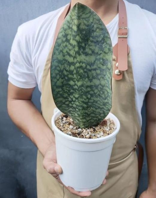 By doing these points, novices can also grow Tiger Pilan with tall ...