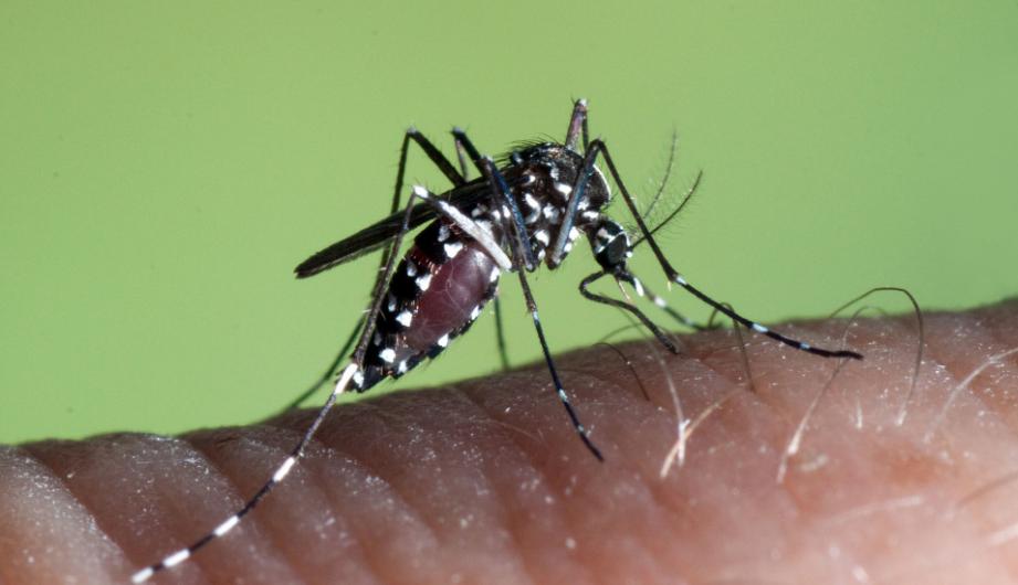 How terrible is the flower mosquito, the "enemy of the whole people ...