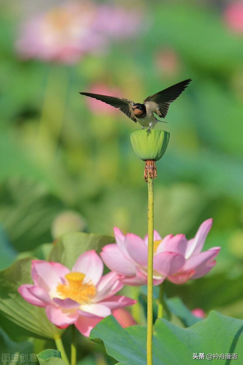 Beautiful encounter between lotus and birds - iNEWS