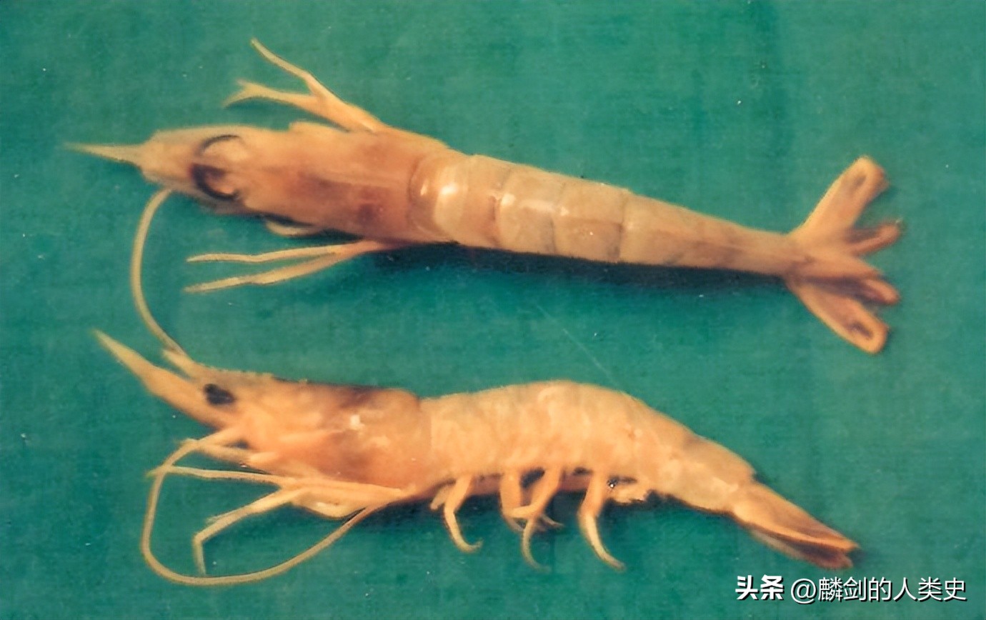 [The whole series of the animal kingdom] Decapod - Shrimp family (5 ...