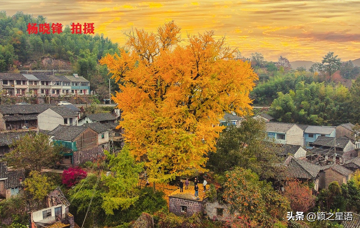 Ginkgo brothers, amazed the whole mountain, see more trees in autumn ...