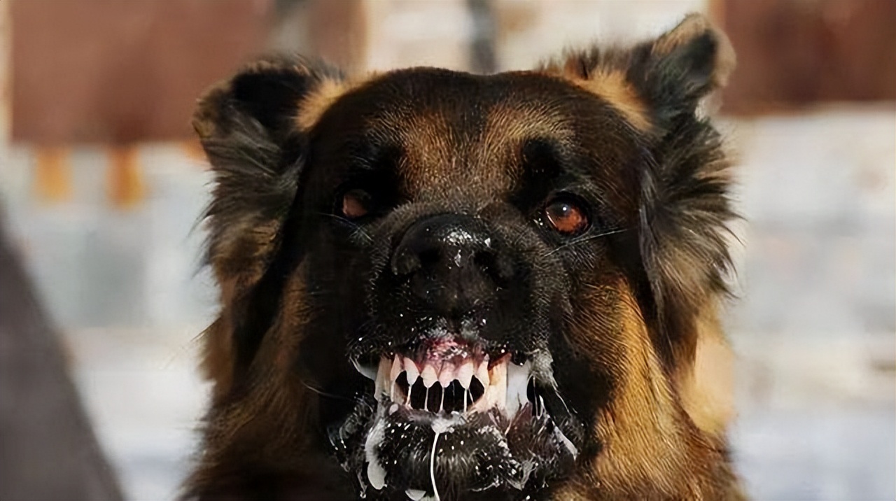 beware! Dogs with these behaviors may be a sign of "rabies"! - iNEWS