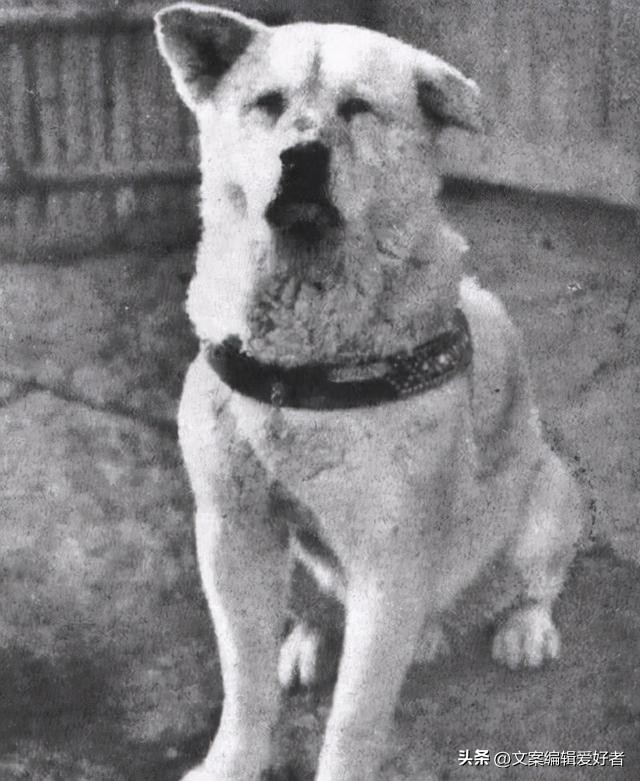 The touching movie "The Story of the Loyal Dog Hachiko": Interpreting ...