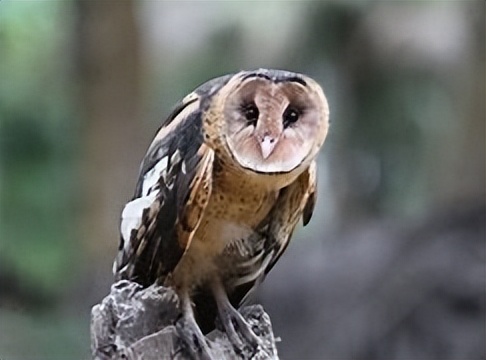 Predation in Animals: A Review of Behavior, Evolution and Ecology - iNEWS