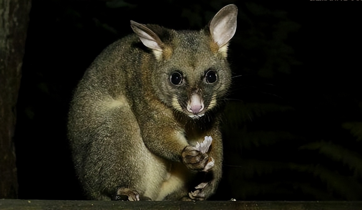 Desert Possum: Survive adversity and evolve into a legend! - iNEWS